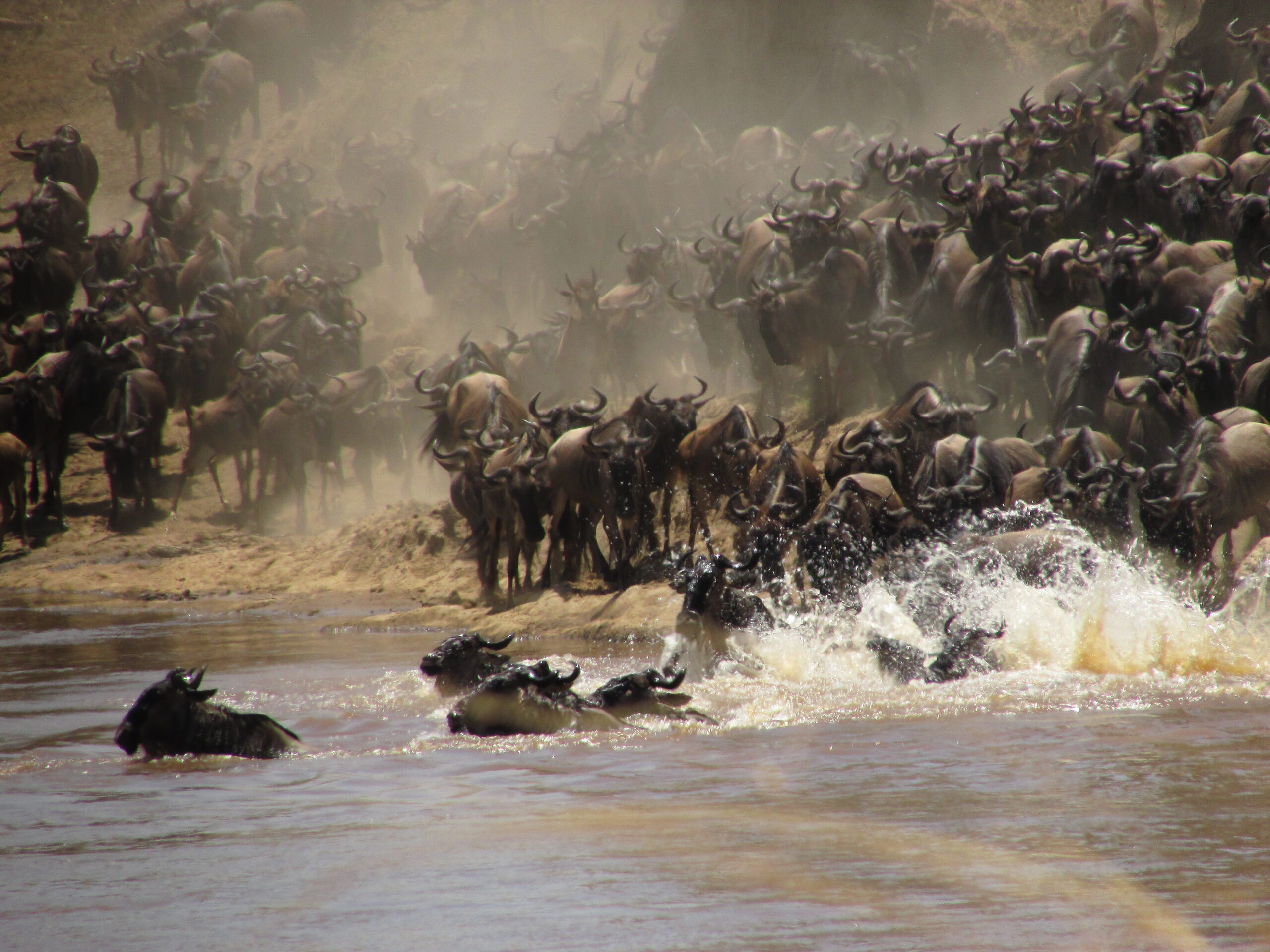 Magic Eyes Safaris: East Africa Safari and tours